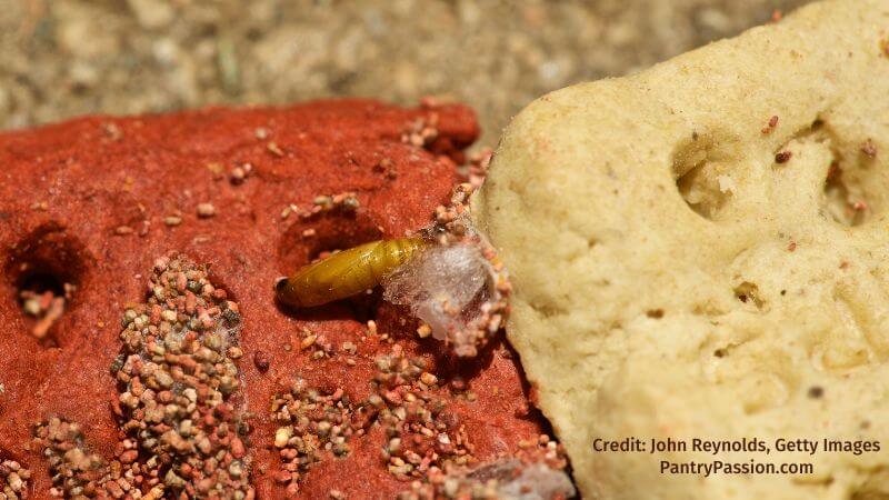 Battling a Pantry Moth Infestation - Pantry Passion