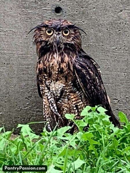 How to Kill Mice: It's a Dirty Business - Pantry Passion