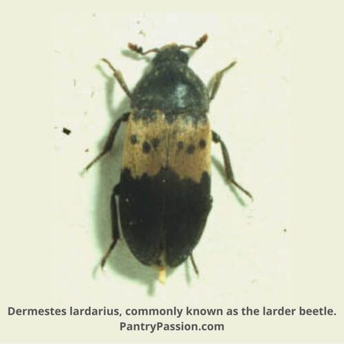 What Are Larder Beetles? Facts That’ll Surprise You