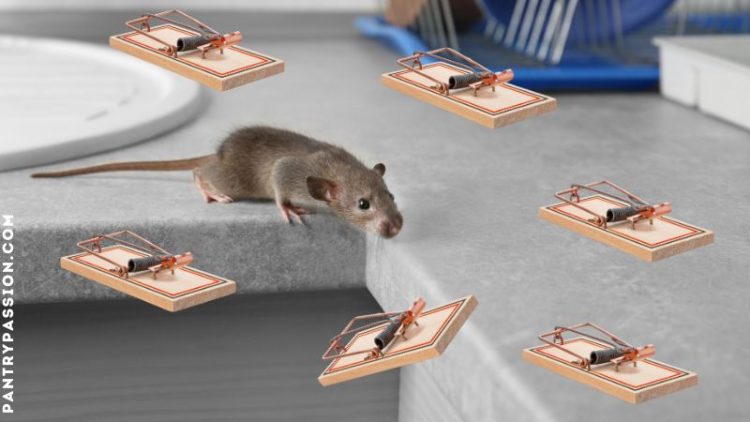 Mouse-Proof Your Pantry, Pet Food Storage & Kitchen Appliances: It's ...
