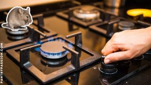 Mouse-Proof Your Pantry, Pet Food Storage & Kitchen Appliances: It's ...