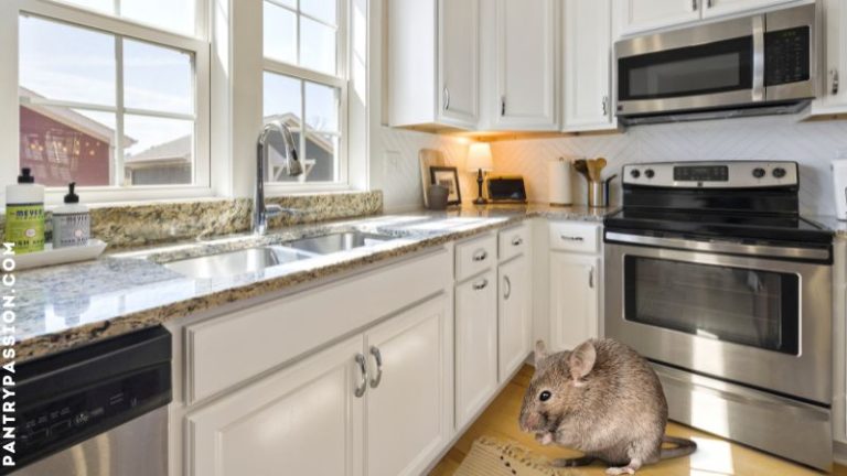 Mouse-Proof Your Pantry, Pet Food Storage & Kitchen Appliances: It's ...