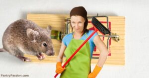 Mouse-Proof Your Pantry, Pet Food Storage & Kitchen Appliances: It's ...