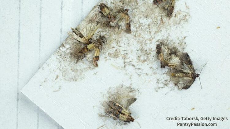 Battling a Pantry Moth Infestation - Pantry Passion