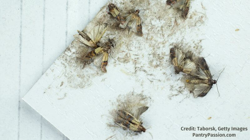 Battling a Pantry Moth Infestation - Pantry Passion