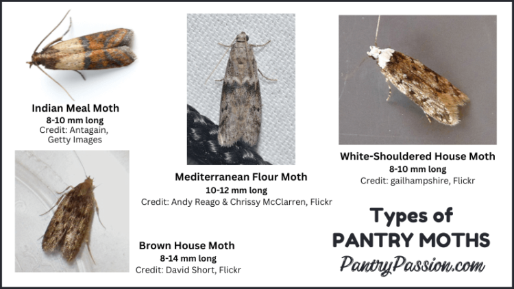 Pantry Moths – a Kitchen’s Worst Fear - Pantry Passion