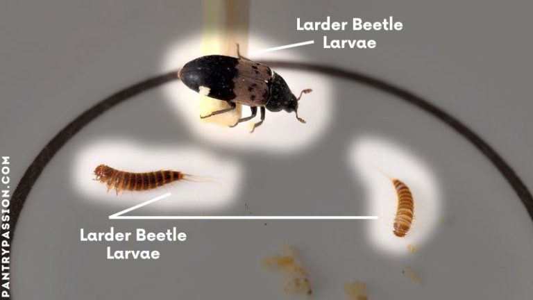 How to Get Rid of Larder Beetles: Say Goodbye to These Pantry Pests!