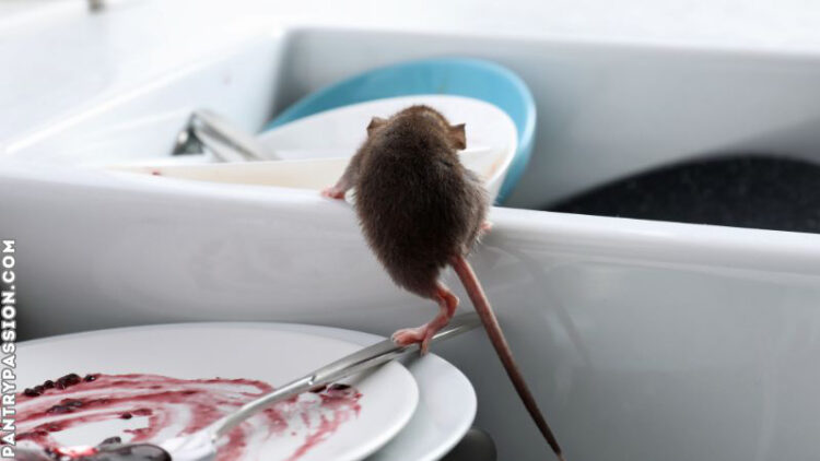 Mouse-Proof Your Pantry, Pet Food Storage & Kitchen Appliances: It's ...