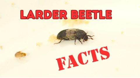 What Are Larder Beetles? Facts That’ll Surprise You