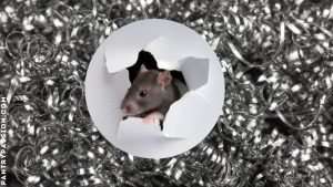 The COMPLETE How to Mouse-Proof GUIDE: Materials, Products & Strategy ...