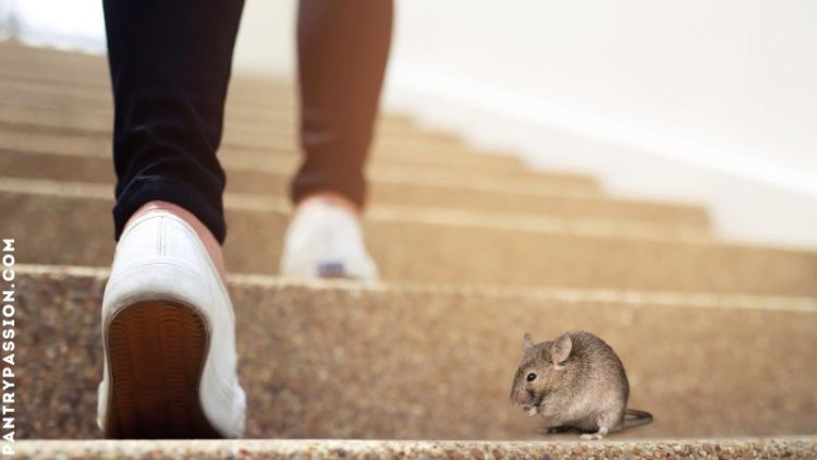 Can Mice Climb? Amazing Stories of Rodent Agility - Pantry Passion