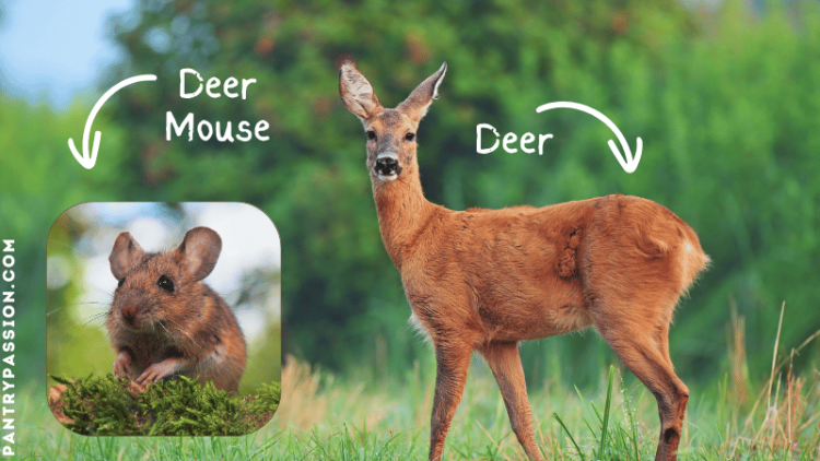 Pantry to Pasture: House Mouse vs Field Mouse - Pantry Passion