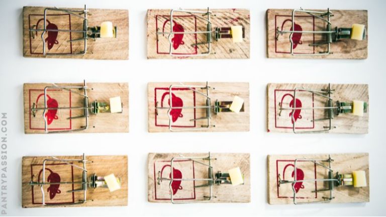 FAQs: Best Mouse Traps & Trap Strategy - Pantry Passion