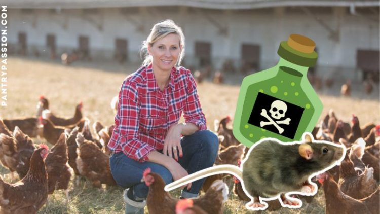 Rat Poison Talk From a Farmwife: My Best Strategy - Pantry Passion