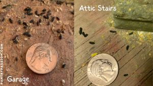 Pantry to Pasture: House Mouse vs Field Mouse - Pantry Passion